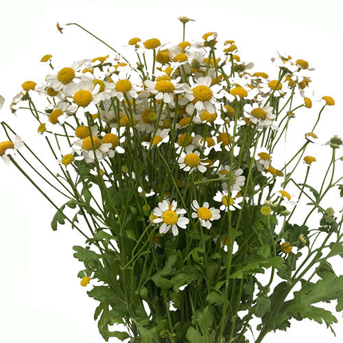 Fever Few – Kukka Flowers