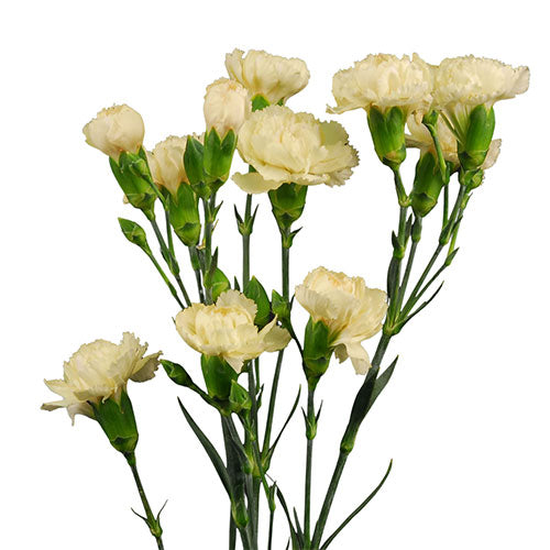 Mini Carnation - Pale Yellow – Kukka Flowers