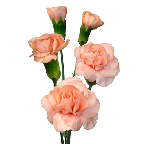 Mini Carnation - Peachy Pink – Kukka Flowers