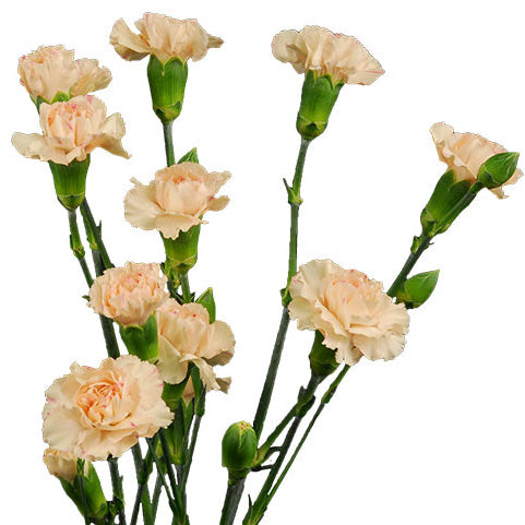 Mini Carnation - Pale Peach – Kukka Flowers