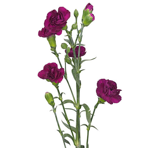 Mini Carnation - Fuchsia Purple – Kukka Flowers