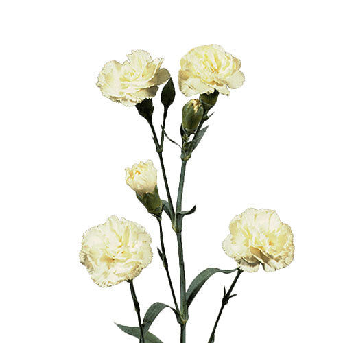 Mini Carnation - Ivory – Kukka Flowers
