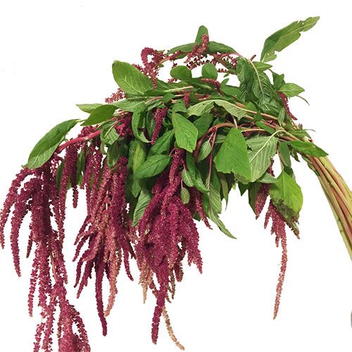 Hanging Amaranthus - Dark Red – Kukka Flowers