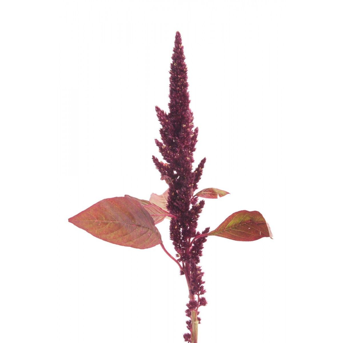 Upright Amaranthus - Dark Red – Kukka Flowers