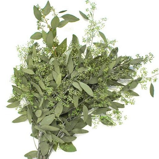 Eucalyptus - Seeded – Kukka Flowers