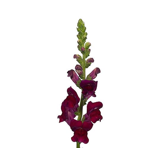 Snapdragon - Burgundy – Kukka Flowers