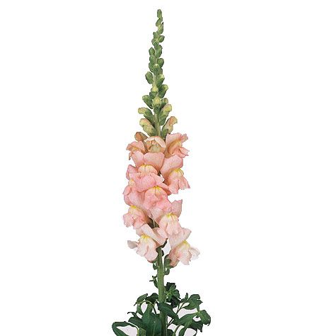 Snapdragon - Light Pink – Kukka Flowers