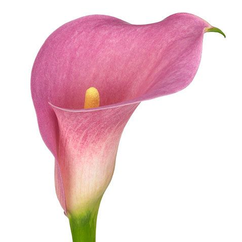 Calla Lily - Pink – Kukka Flowers