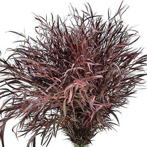 Agonis - Brown – Kukka Flowers