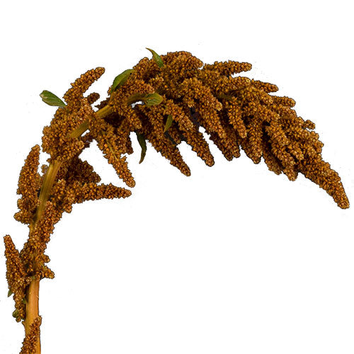 Upight Amaranthus - Bronze – Kukka Flowers