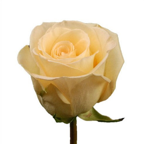 Wholesale Butterscotch Roses – Kukka Flowers