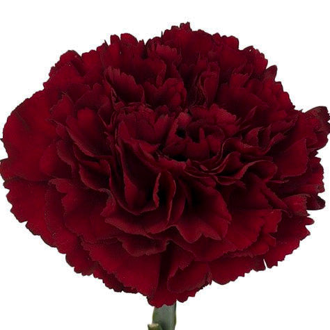 Carnation - Burgundy – Kukka Flowers