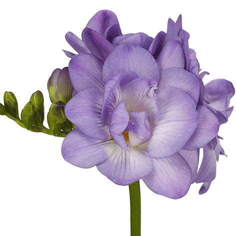 Freesia - Lavender – Kukka Flowers