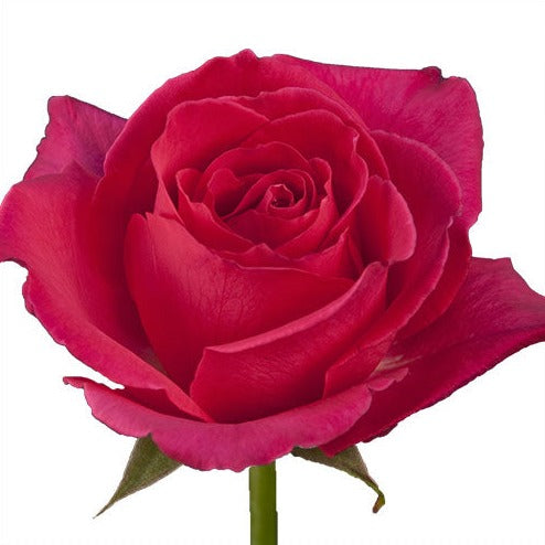 Wholesale Fuchsia Roses – Kukka Flowers