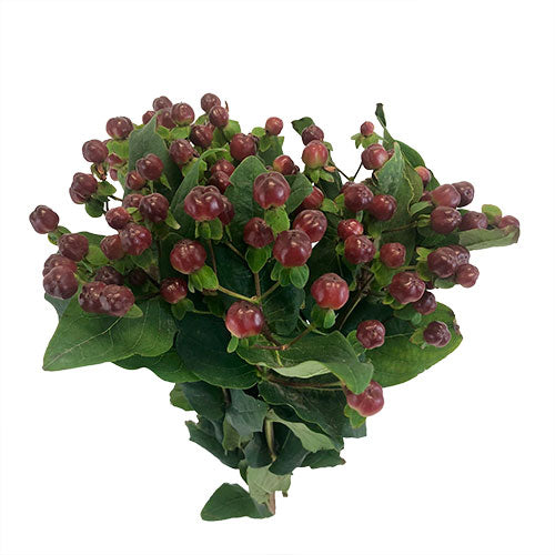 Hypericum - Burgundy – Kukka Flowers