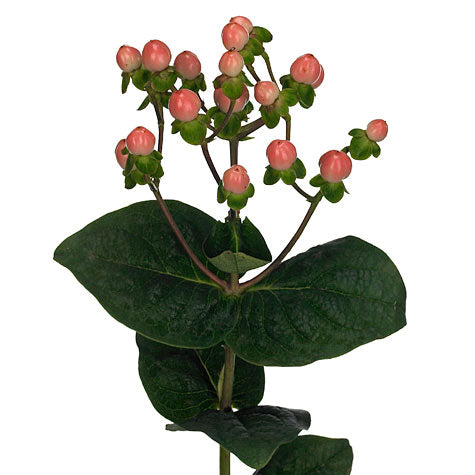 Hypericum - Coral – Kukka Flowers