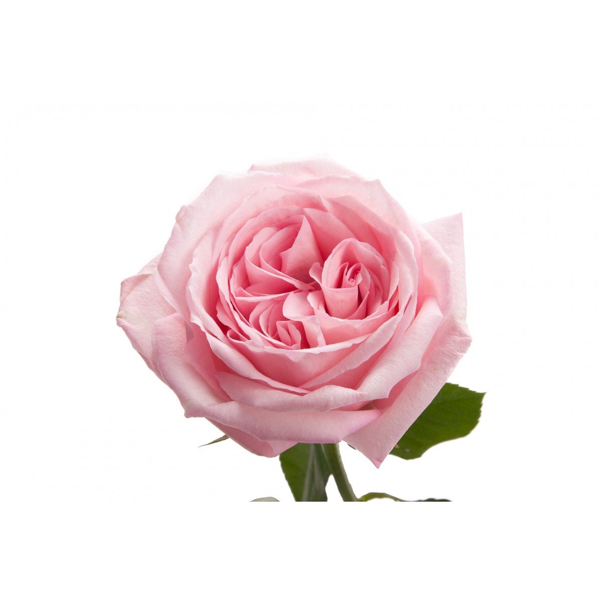 Garden Rose - Pink – Kukka Flowers