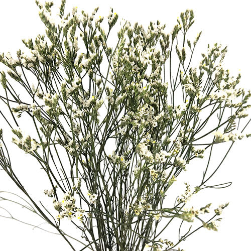Limonium - White – Kukka Flowers