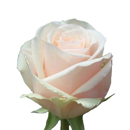 Wholesale Blush Roses – Kukka Flowers