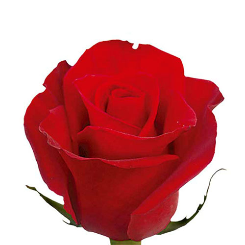 Wholesale Red Roses – Kukka Flowers