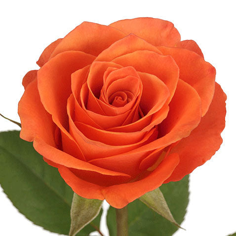 Orange Roses – Kukka Flowers