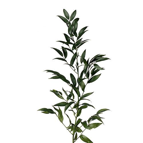 Ruscus - Italian – Kukka Flowers