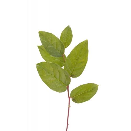 Salal - Lemon Leaf – Kukka Flowers