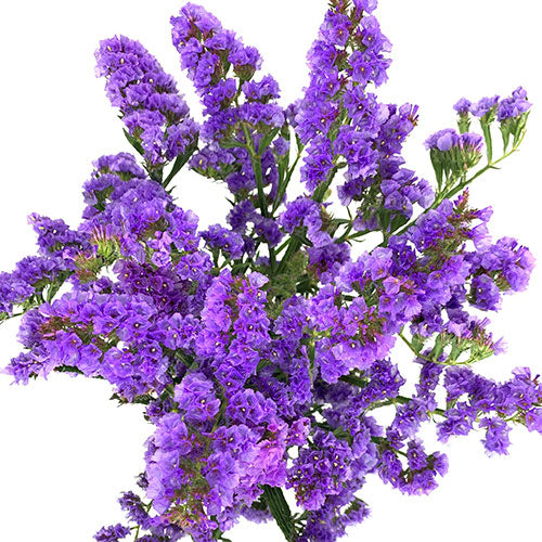 Statice - Lavender – Kukka Flowers