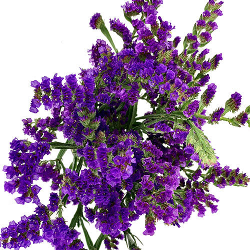 Statice - Dark Purple – Kukka Flowers