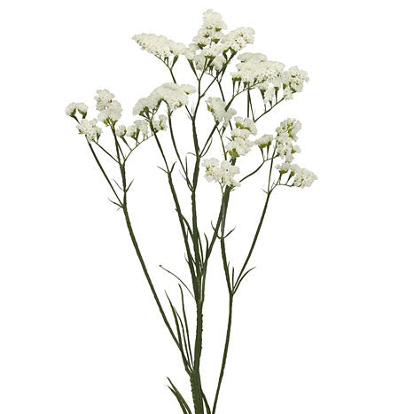 Statice - White – Kukka Flowers