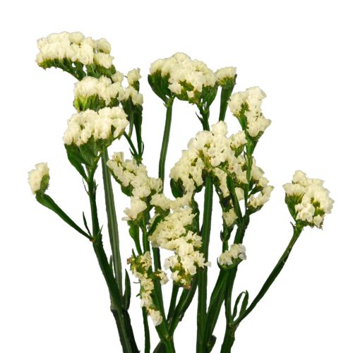 Statice - Cream – Kukka Flowers