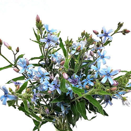 Tweedia - Blue – Kukka Flowers